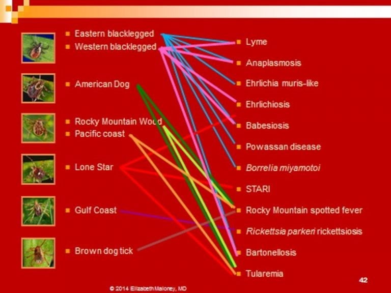 Other Tick-borne diseases | Partnership for Tick-borne Diseases Education